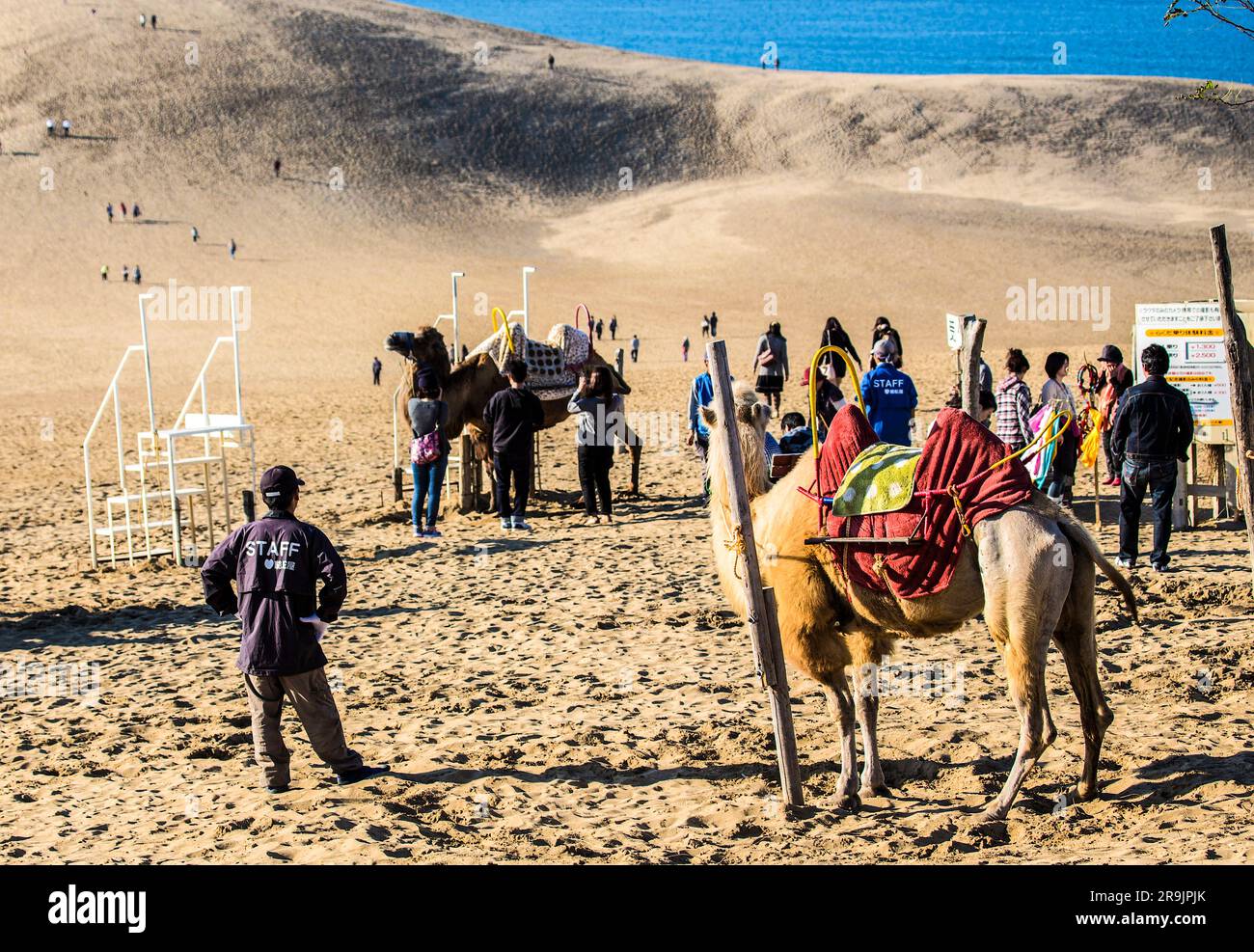 Tottori japan camel hi-res stock photography and images - Alamy