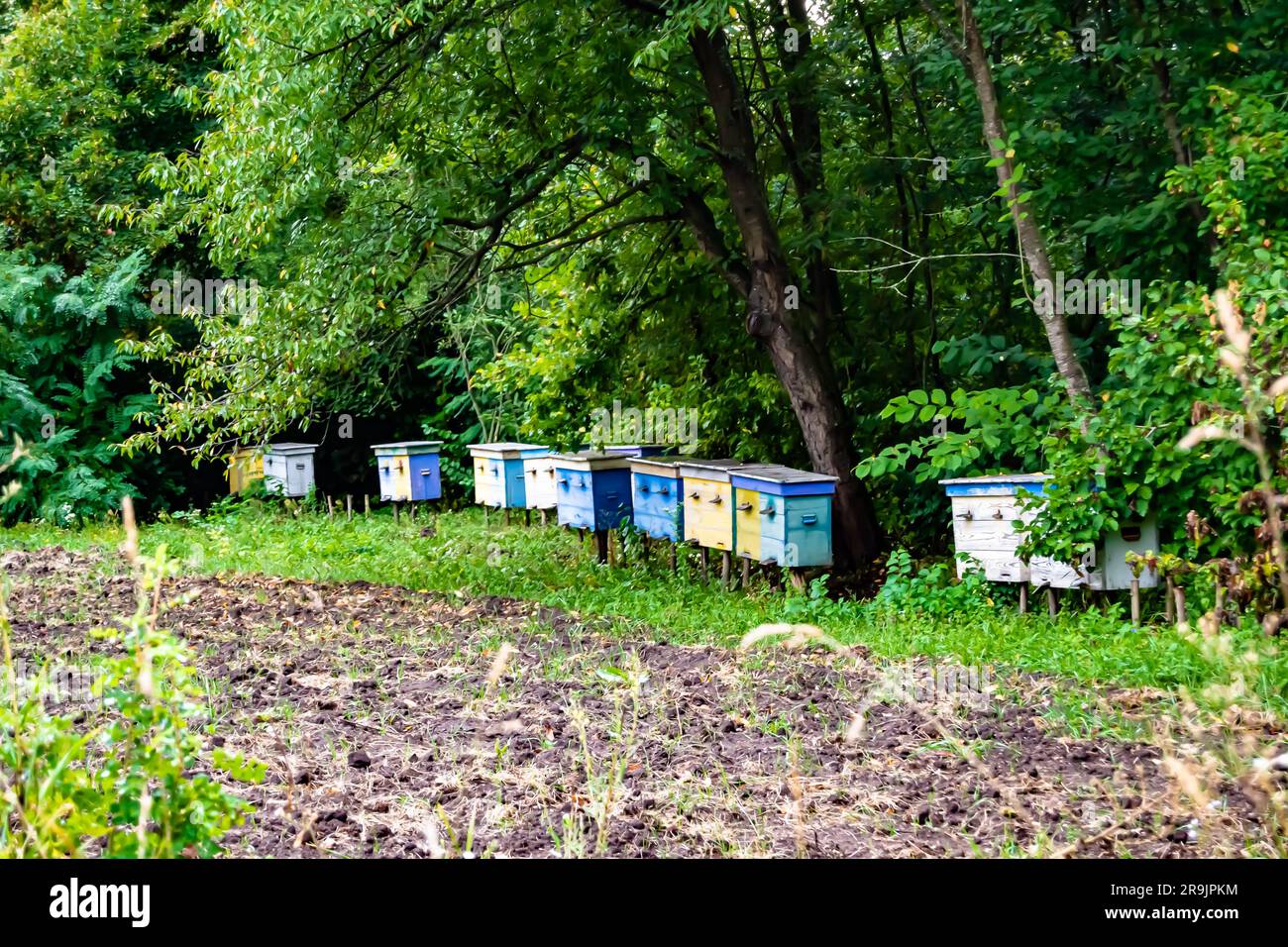 Winged bee slowly flies to beehive collect nectar on private apiary ...