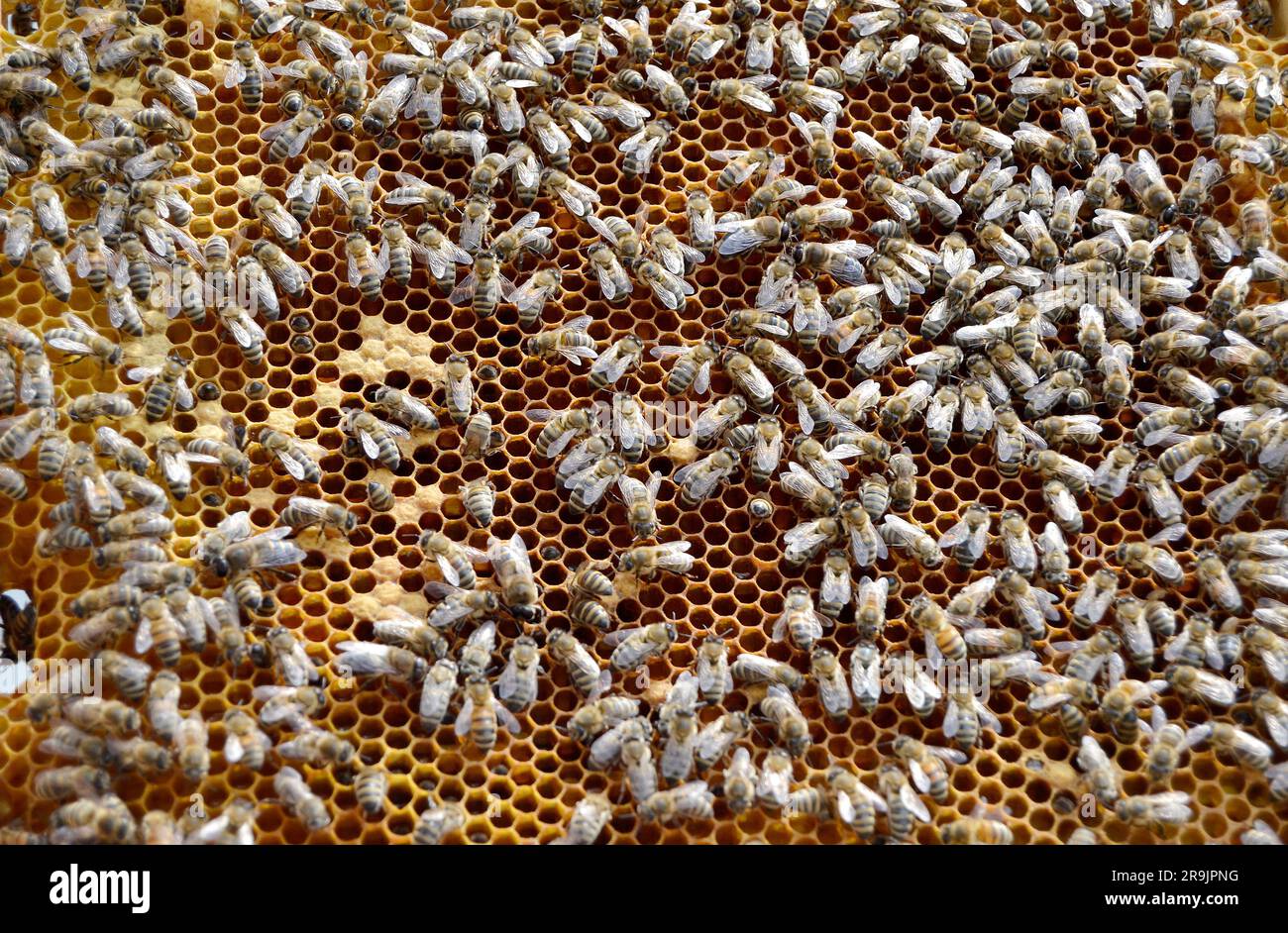 Natural bee hive structure hi-res stock photography and images - Alamy