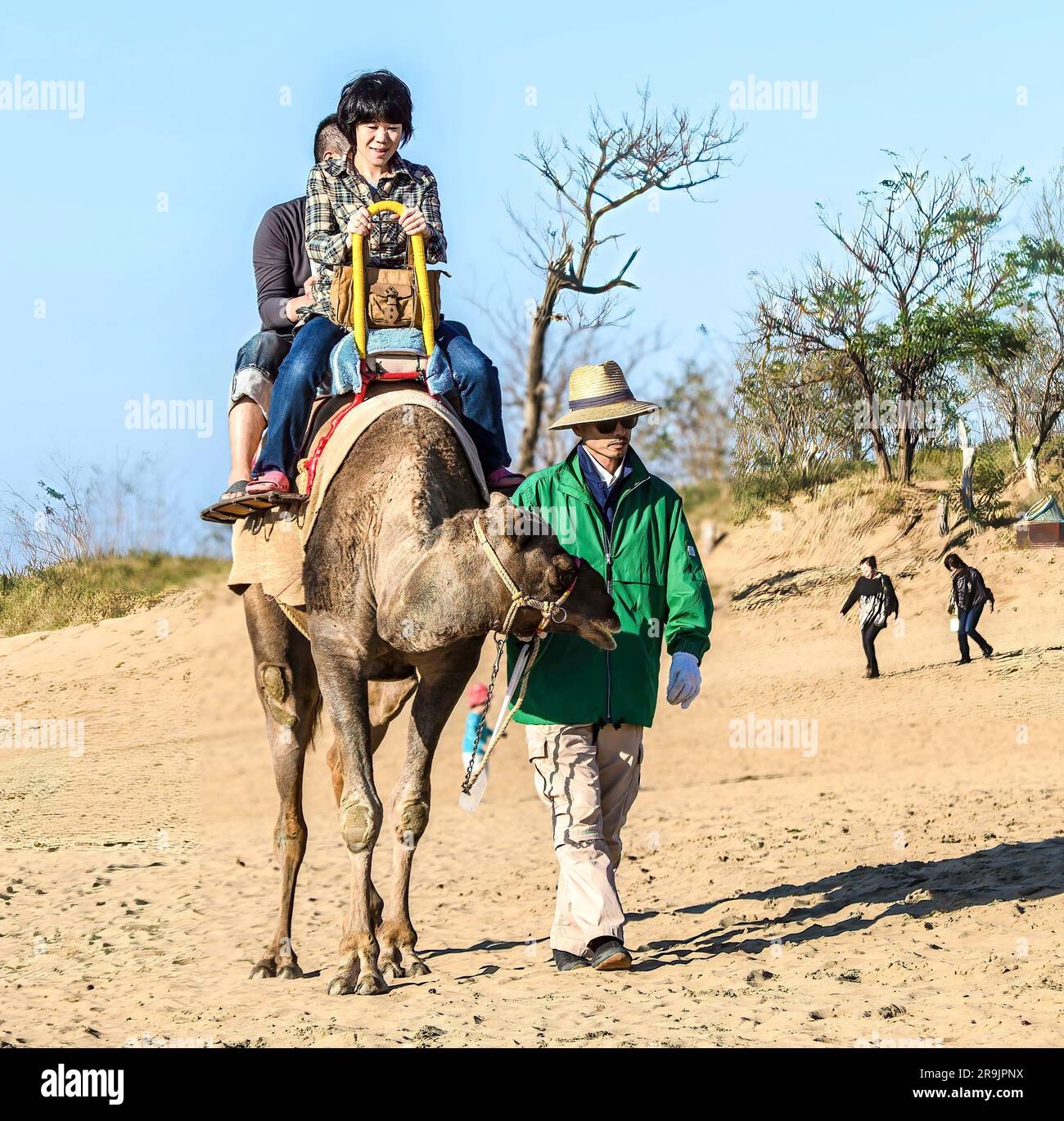 Tottori japan camel hi-res stock photography and images - Alamy