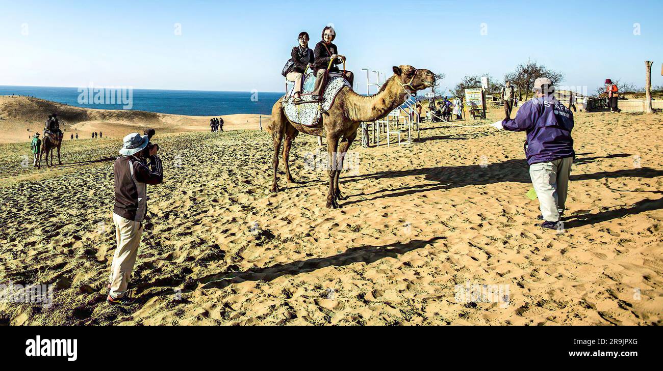 Tottori japan camel hi-res stock photography and images - Alamy
