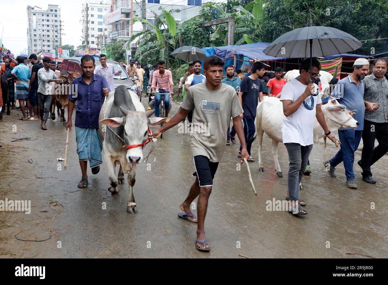 Dhaka, Bangladesh - June 27, 20023: Bangladeshi Muslim people are buying cows from Dhaka's Aftab ...