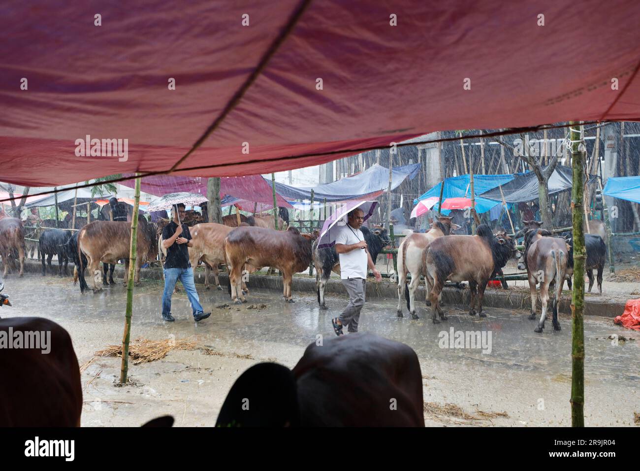 Dhaka, Bangladesh - June 27, 20023: Bangladeshi traders wait for the customer at a cattle market ...
