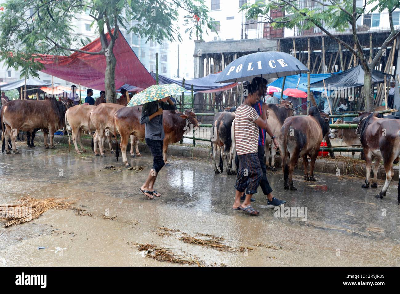 Dhaka, Bangladesh - June 27, 20023: Bangladeshi traders wait for the customer at a cattle market ...