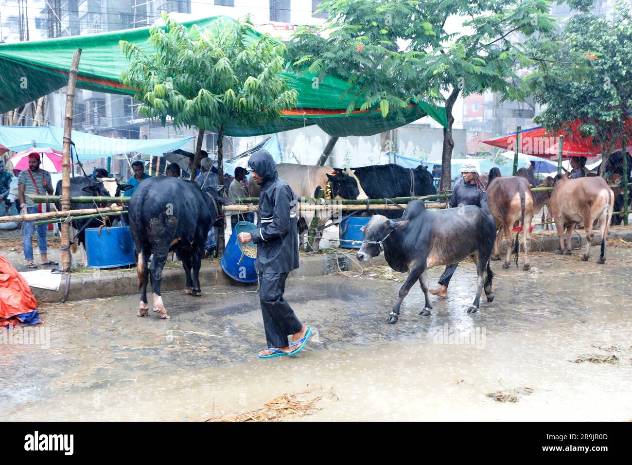 Bangladeshi cows hi-res stock photography and images - Alamy