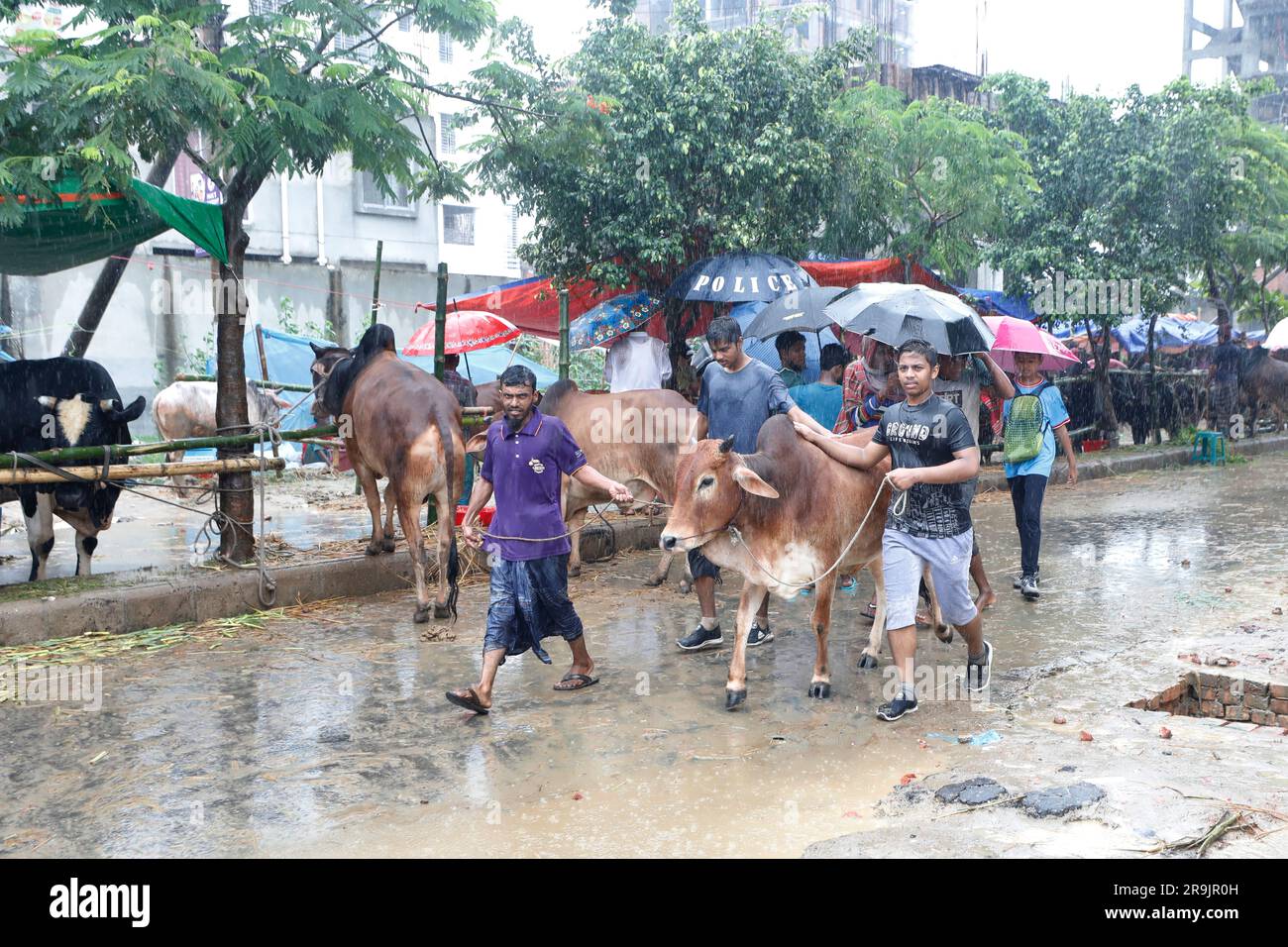 Bangladeshi cows hi-res stock photography and images - Alamy