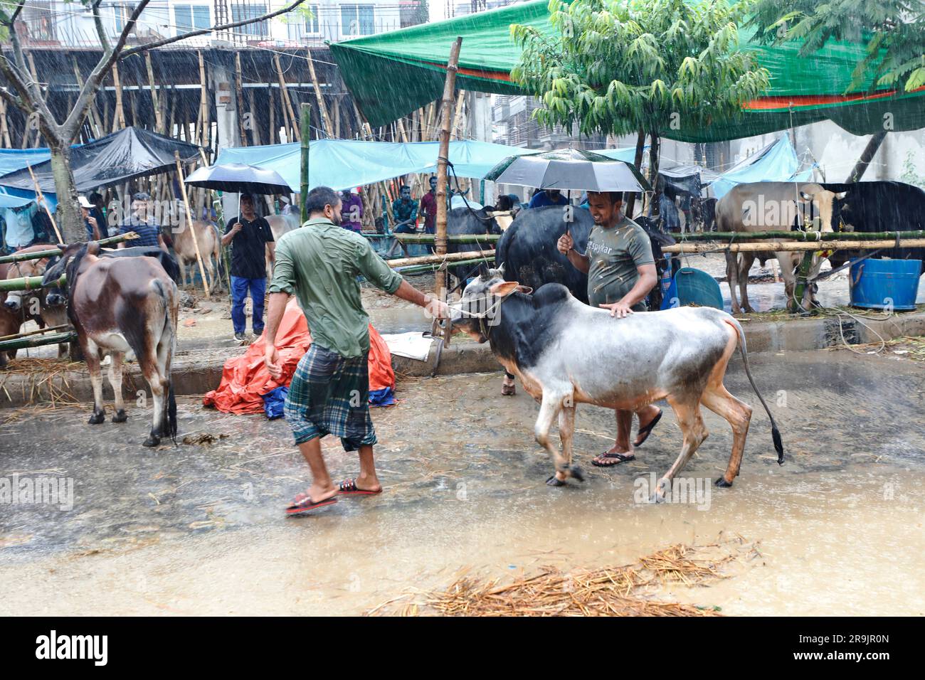 Bangladeshi cows hi-res stock photography and images - Alamy