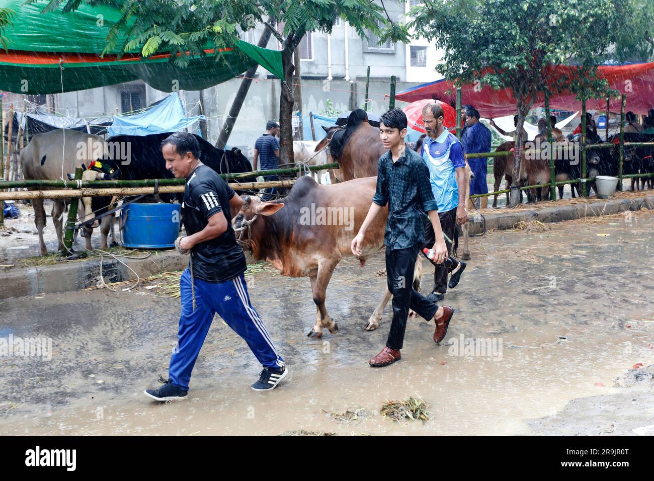 Bangladeshi cows hi-res stock photography and images - Alamy