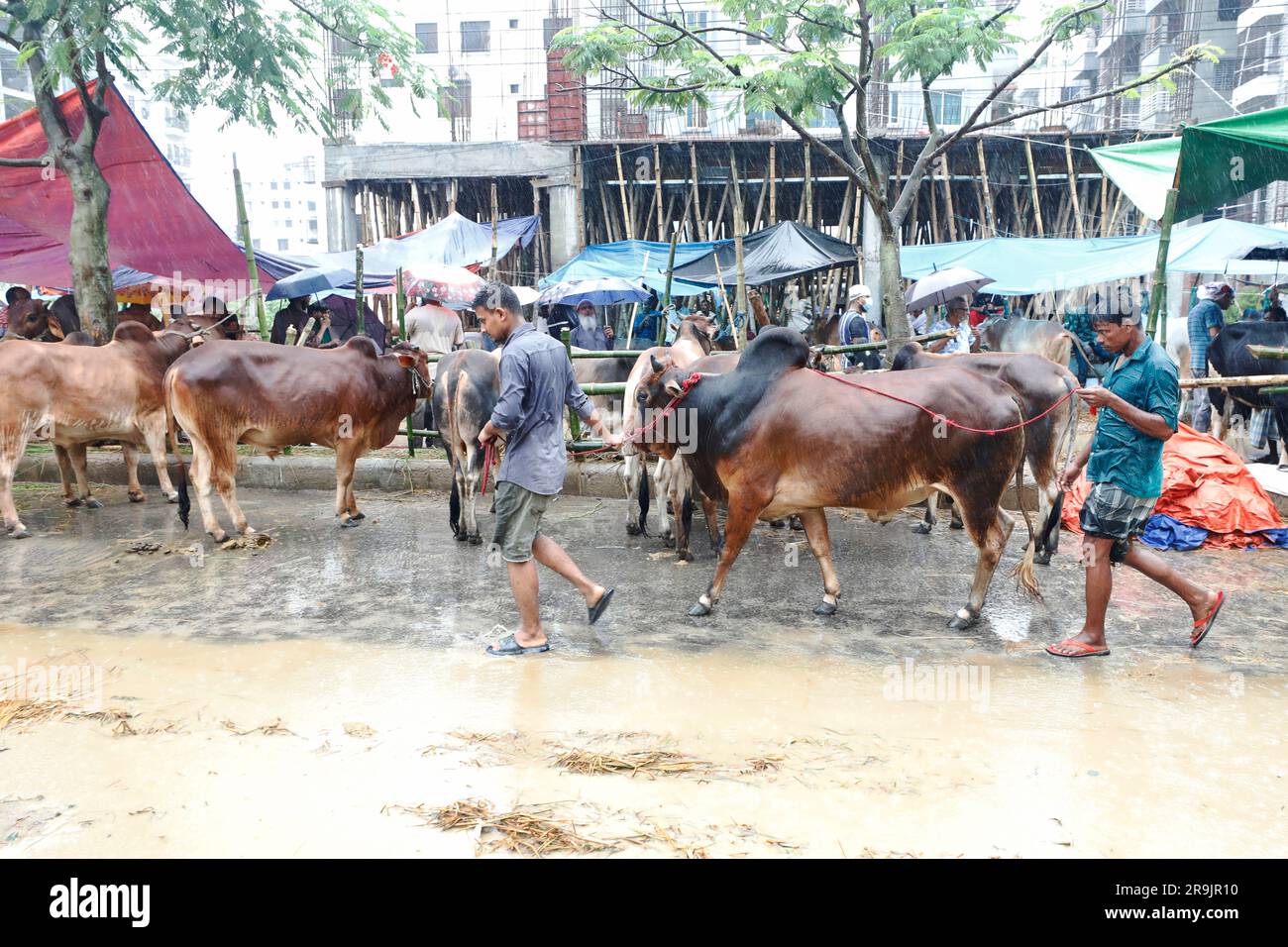 Bangladeshi cows hi-res stock photography and images - Alamy