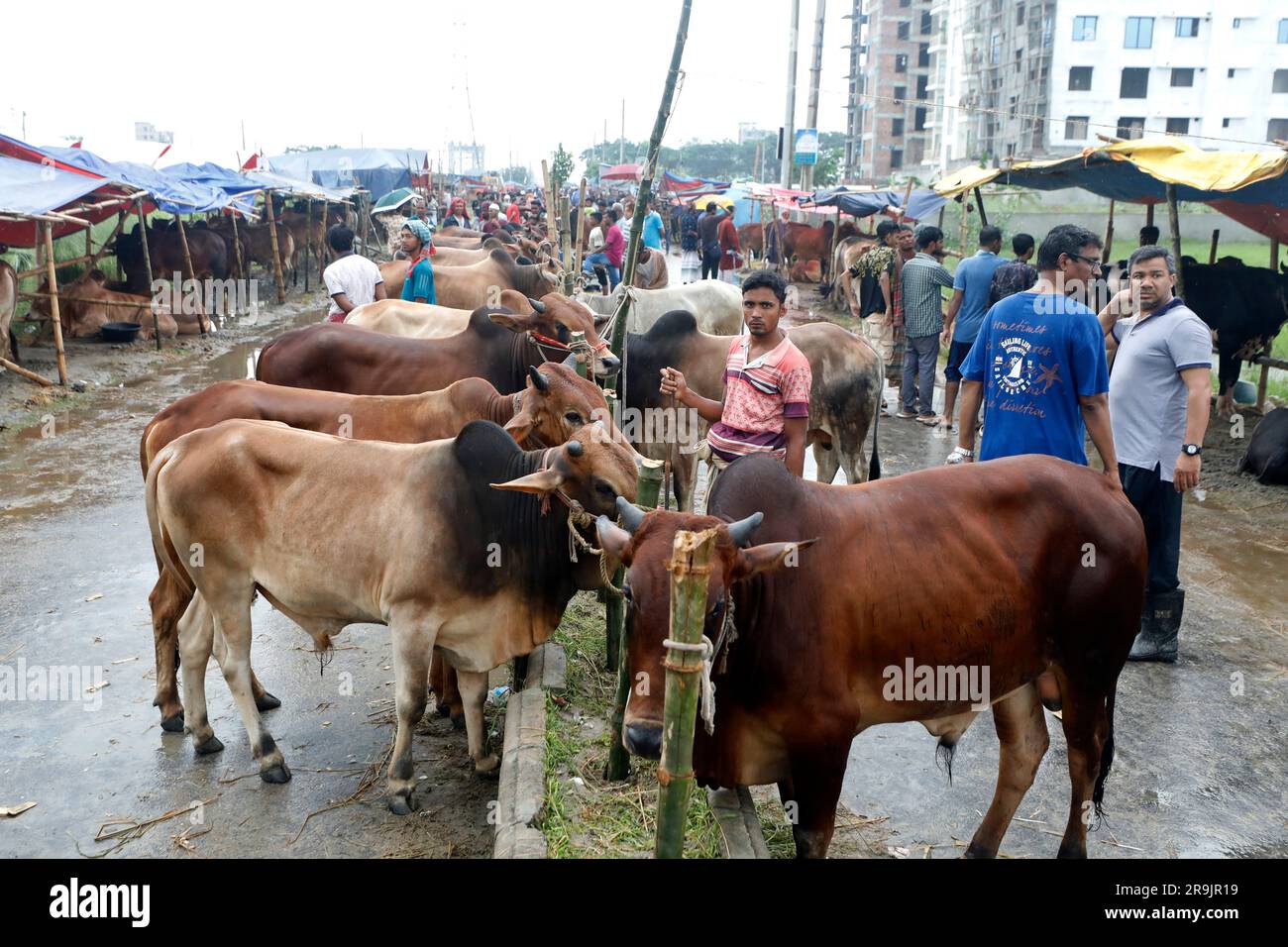 Dhaka, Bangladesh - June 27, 20023: Bangladeshi traders wait for the customer at a cattle market ...