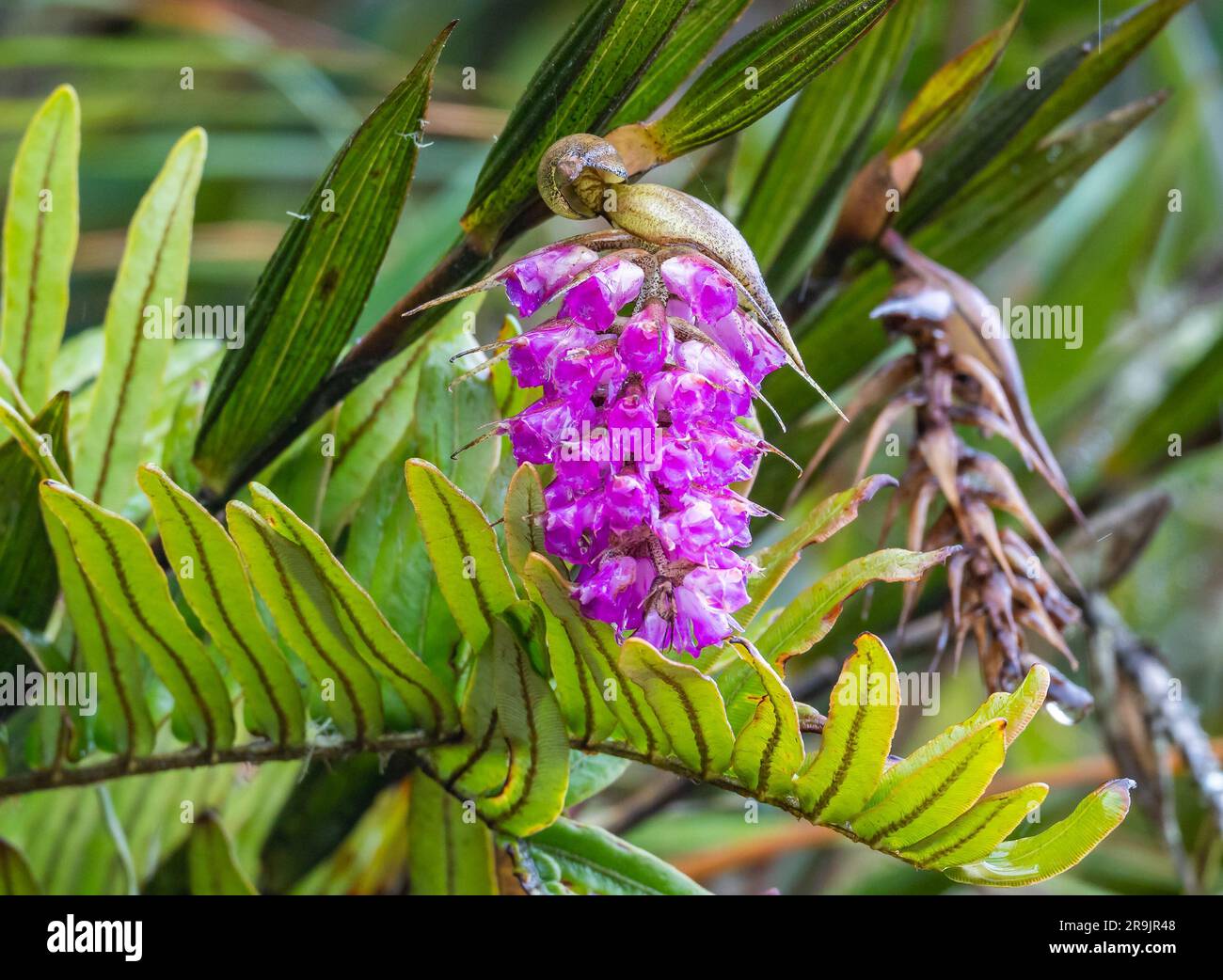 Colorful orchid flowers in wild. Colombia, South America Stock Photo ...