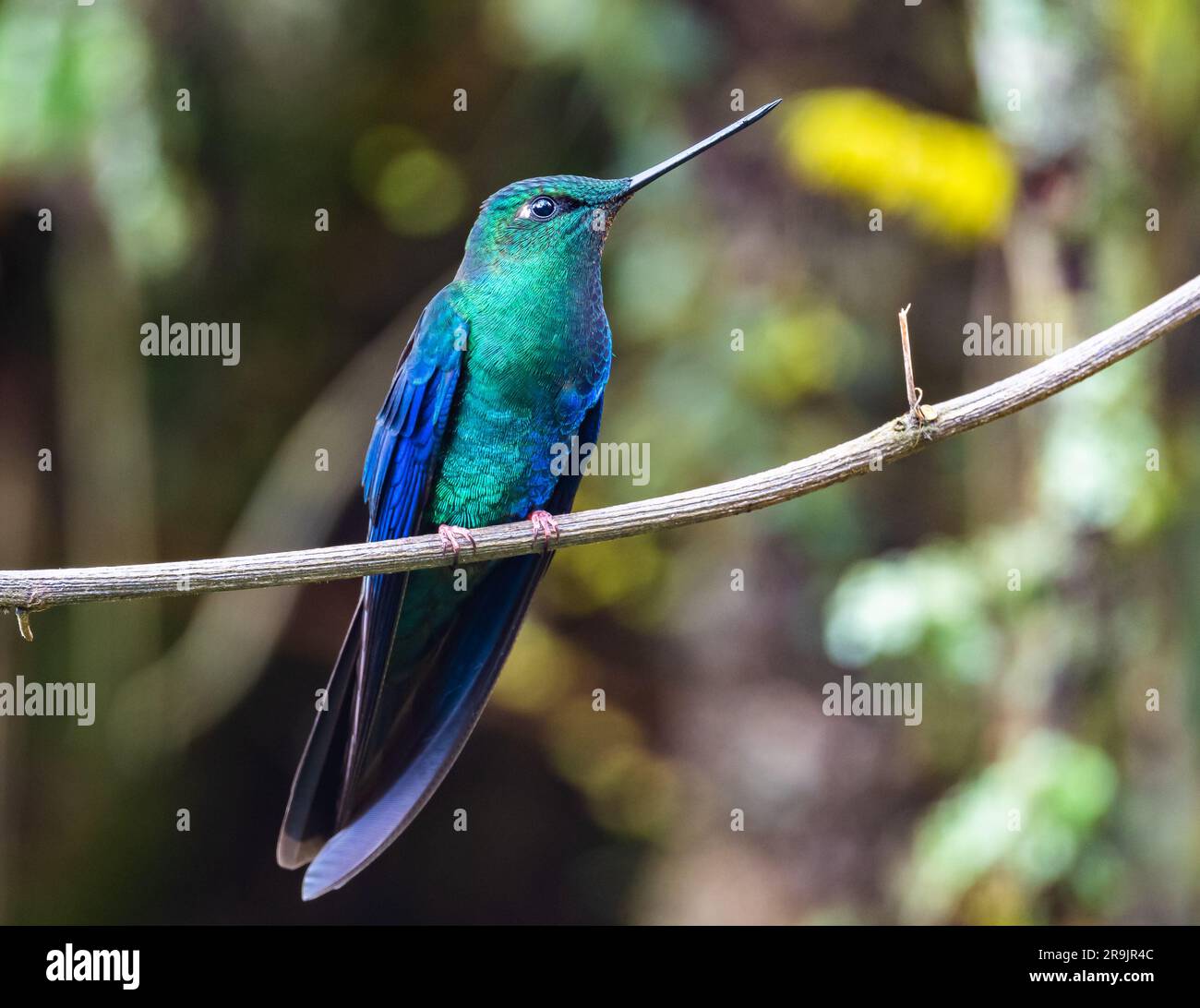 A male Great Sapphirewing hummingbird (Pterophanes cyanopterus) perched ...