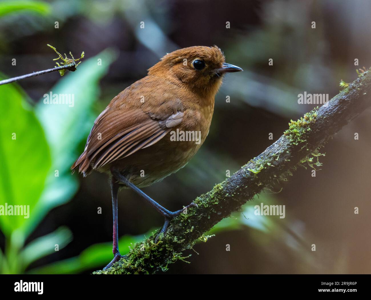 Muisca colombia hi-res stock photography and images - Alamy