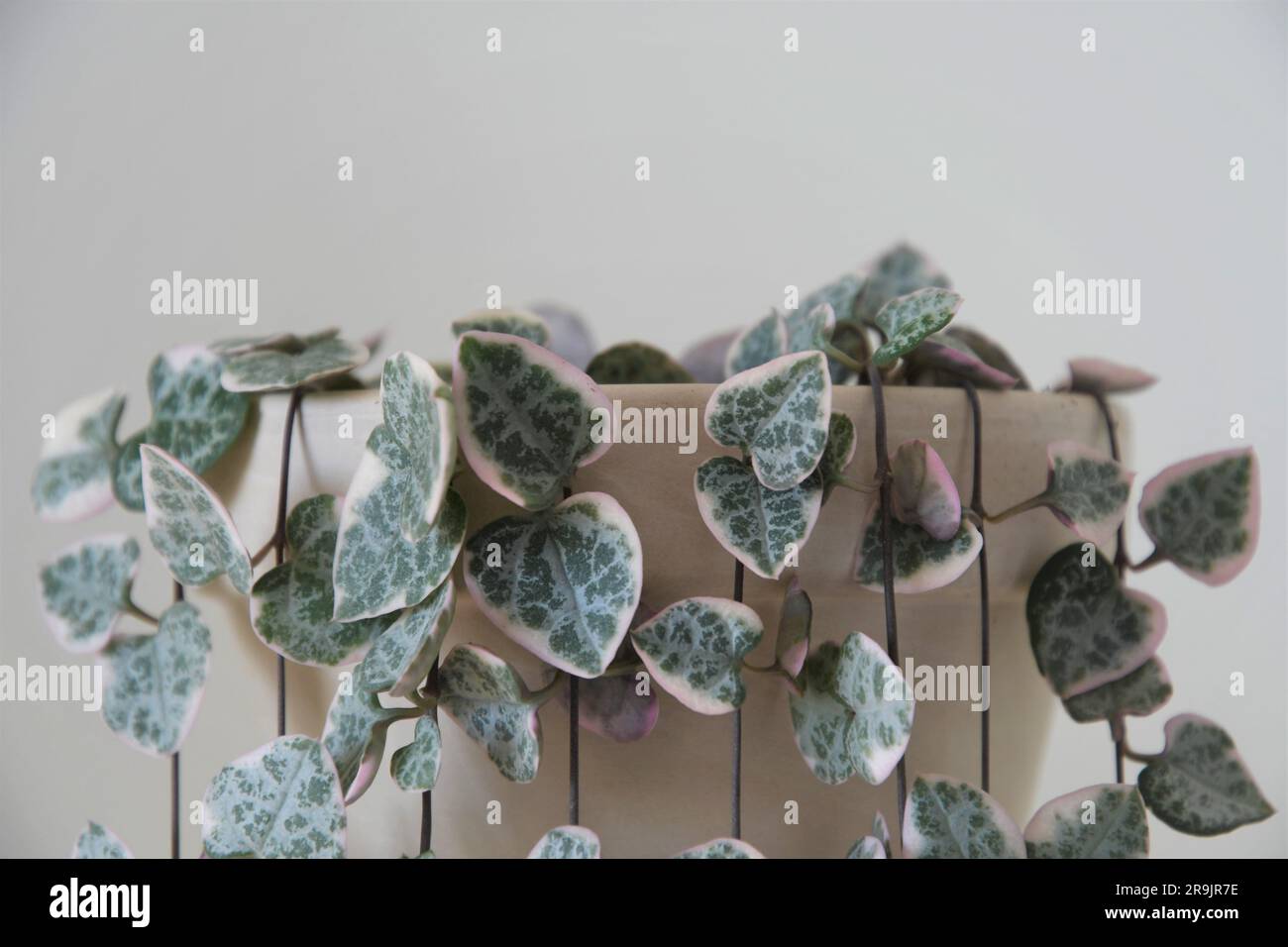 Close up of variegated string of hearts houseplant (Ceropagia woodii ...