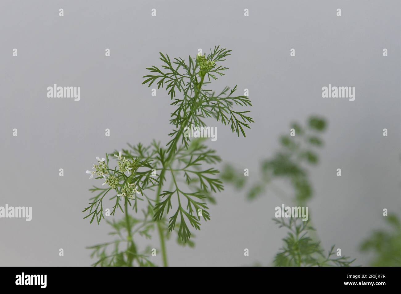 Coriandrum sativum plant hi-res stock photography and images - Alamy