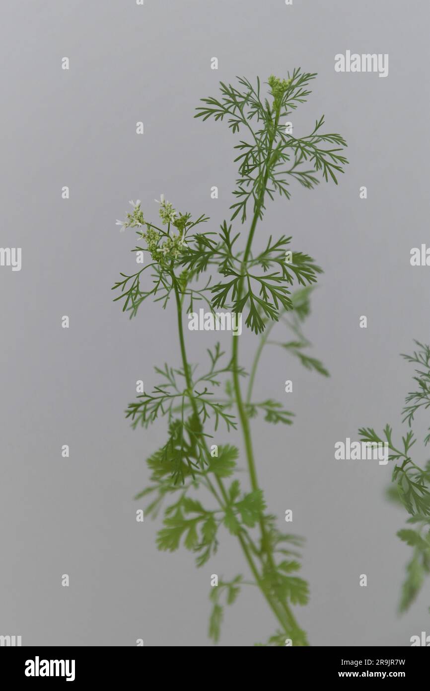 Coriandrum sativum plant hi-res stock photography and images - Alamy