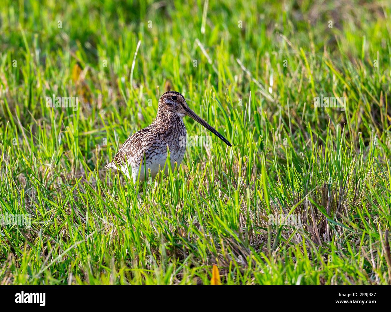 A Noble Snipe (Gallinago nobilis) standing in green grass. Colombia ...