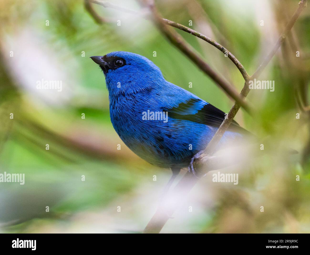 A Blue-and-black Tanager (Tangara vassorii) feeding on fruits. Colombia ...