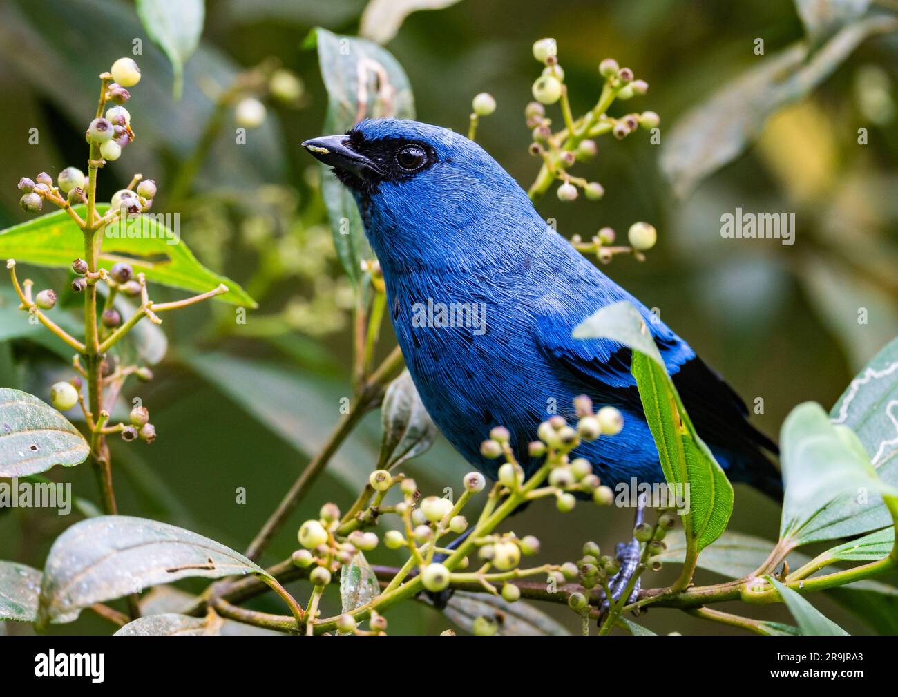 A Blue-and-black Tanager (Tangara vassorii) feeding on fruits. Colombia ...