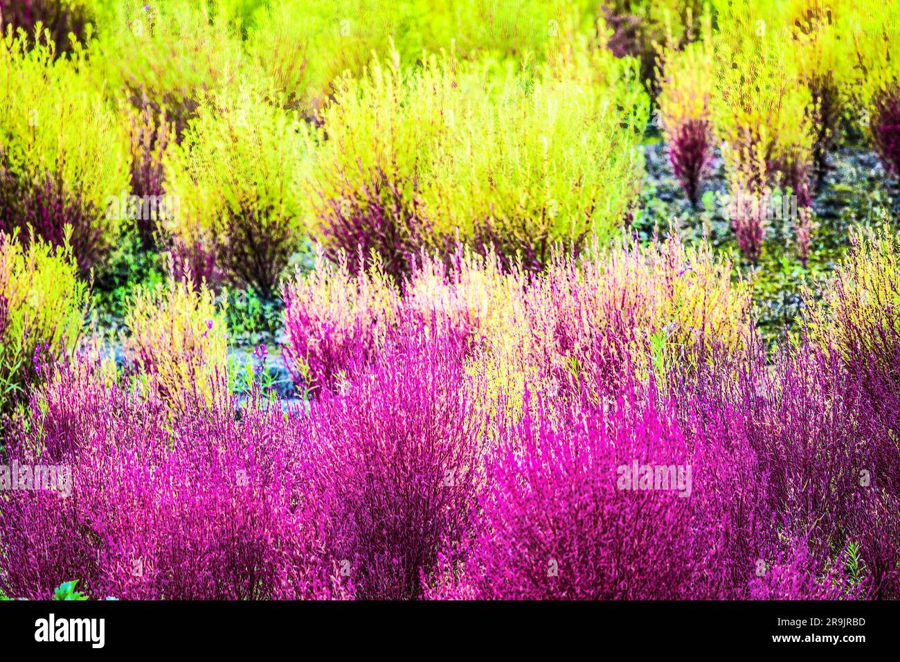 Pretty plants hi-res stock photography and images - Alamy