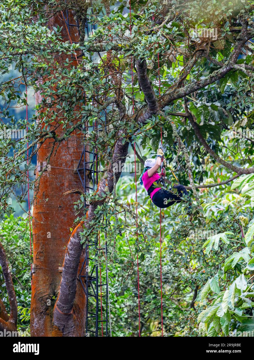 A woman climbing a giant tree with ropes and pullies. Colombia, South ...