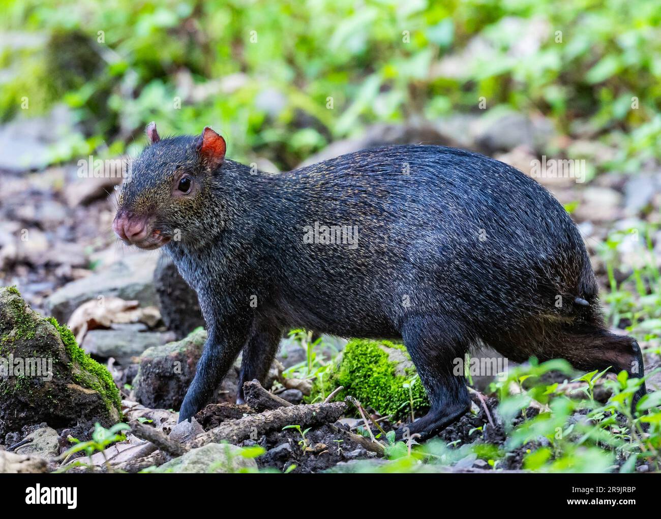 A Black agouti (Dasyprocta fuliginosa) foraging on forest floor ...