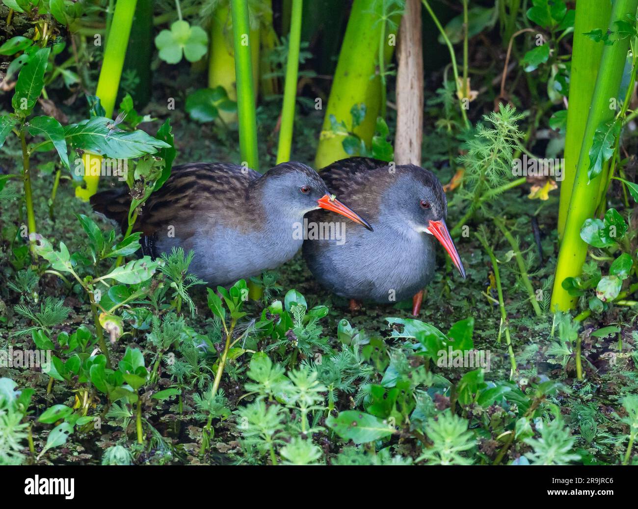 Rallus semiplumbeus hi-res stock photography and images - Alamy