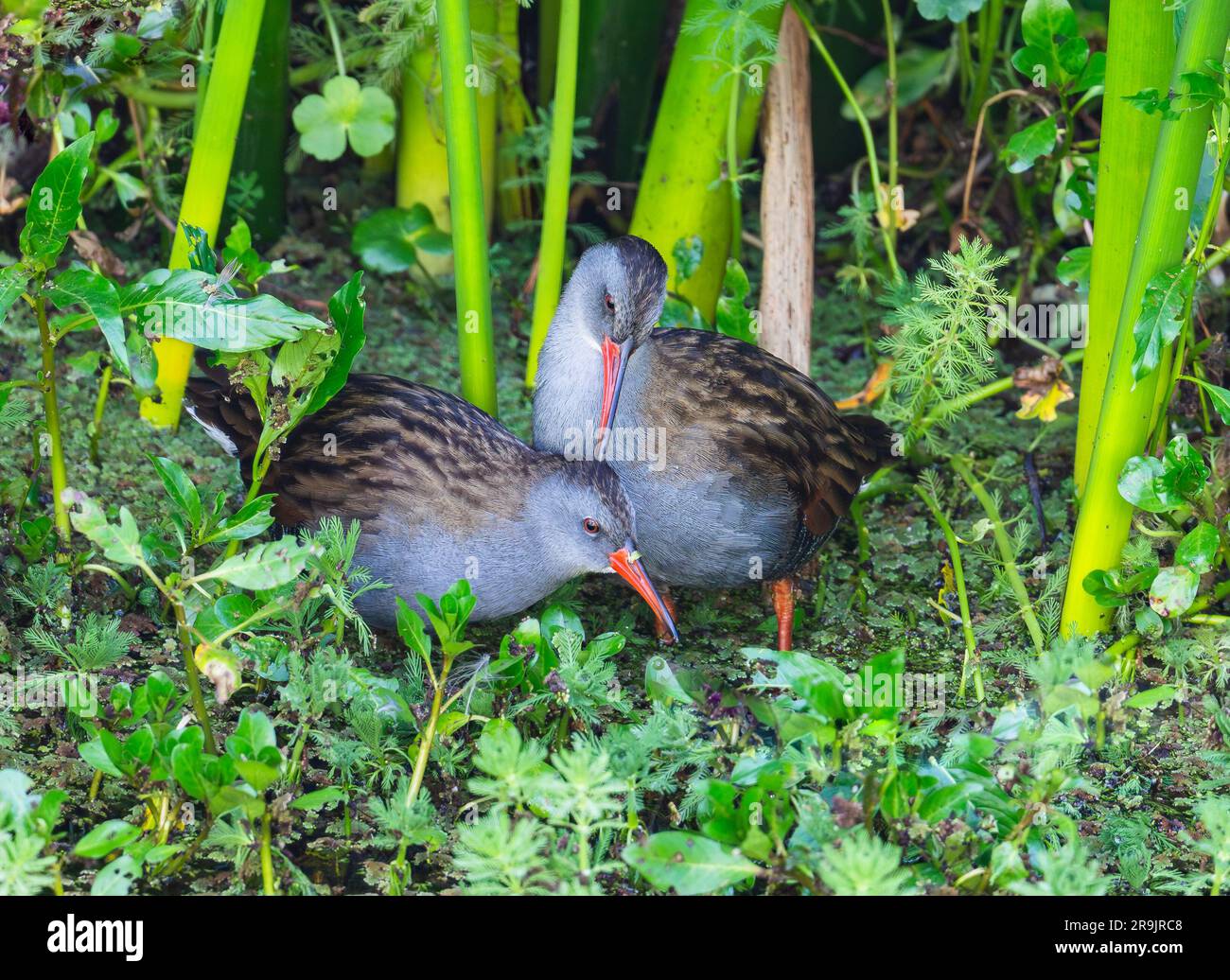 A pair Bogota Rails (Rallus semiplumbeus) in green vegetation. Colombia ...