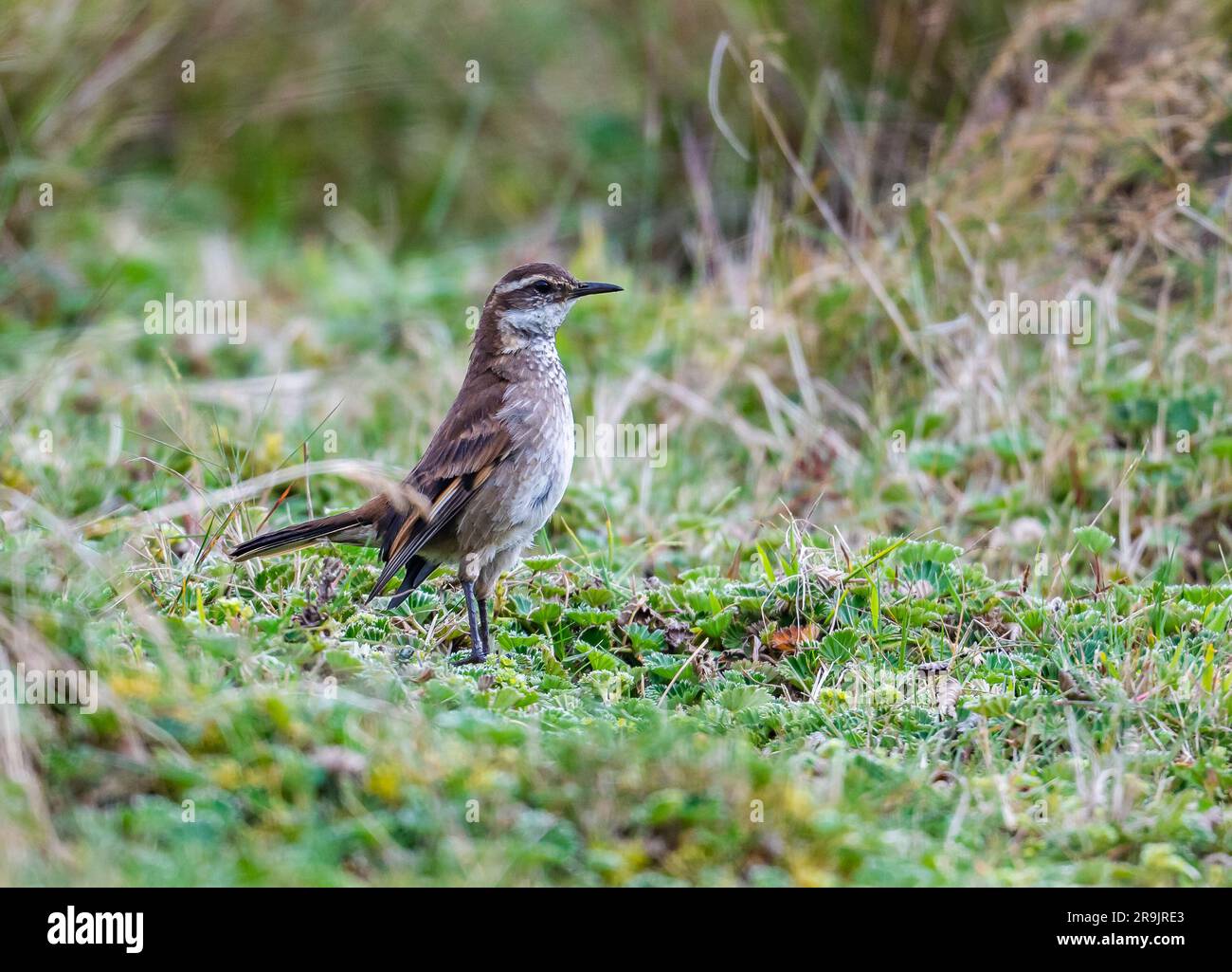 A Chestnut-winged Cinclodes (Cinclodes albidiventris) standing on grass. Colombia, South America ...