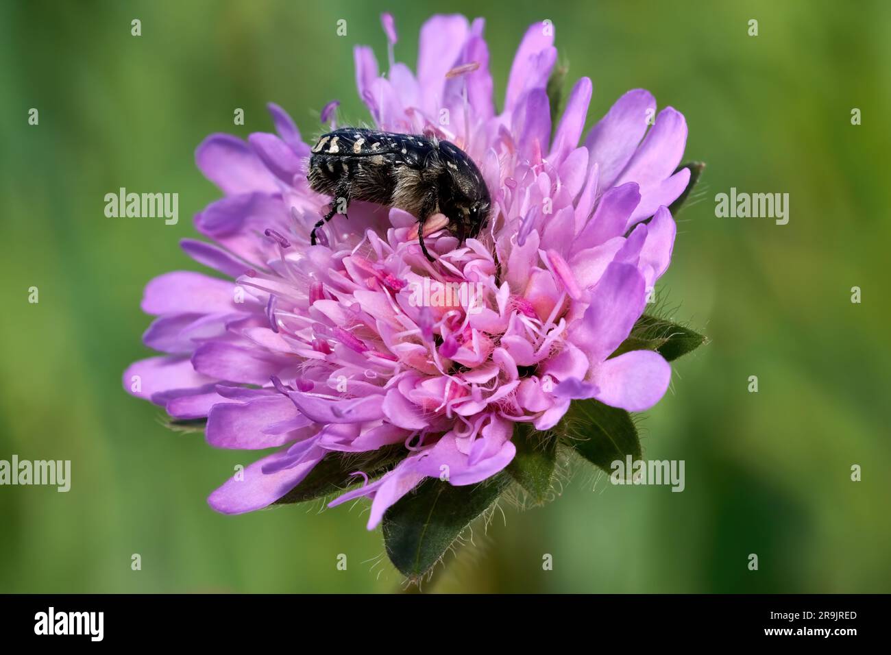 White spotted rose beetle (Oxythyrea funesta) eating pollen on a small ...