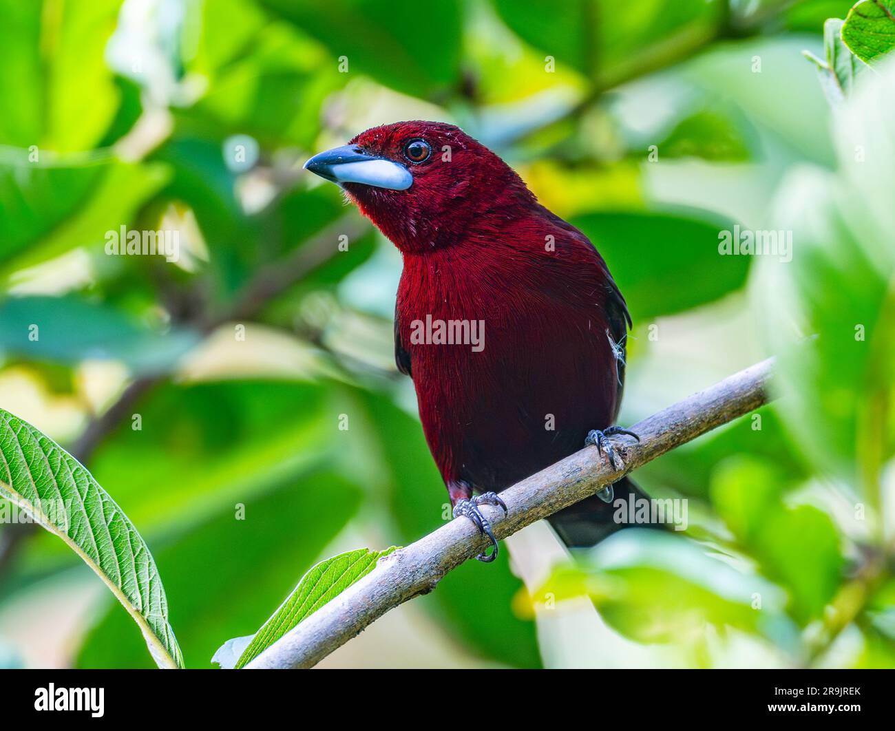 A Silver-beaked Tanager (Ramphocelus carbo) with dark red plumage ...