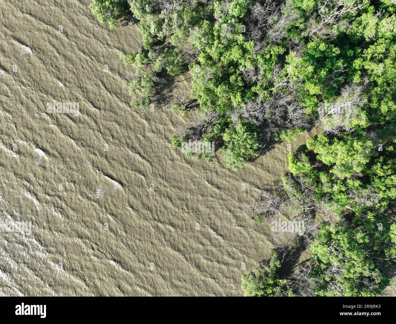 Aerial view green mangrove forest and sea water wave. Net zero ...