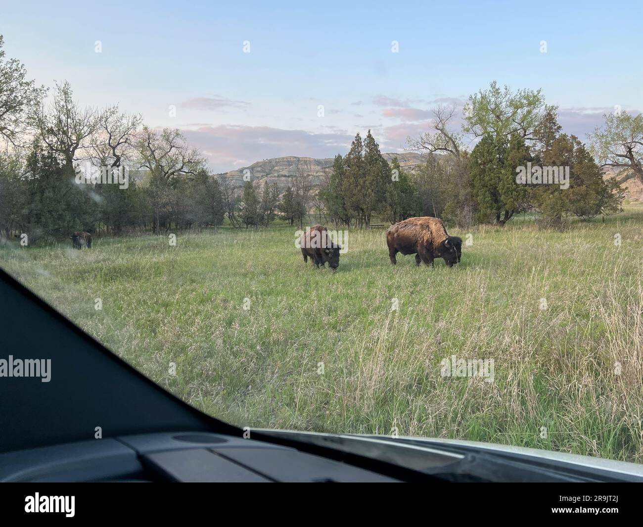Bison in the North Unit Campground in Theodore Roosevelt National Park ...