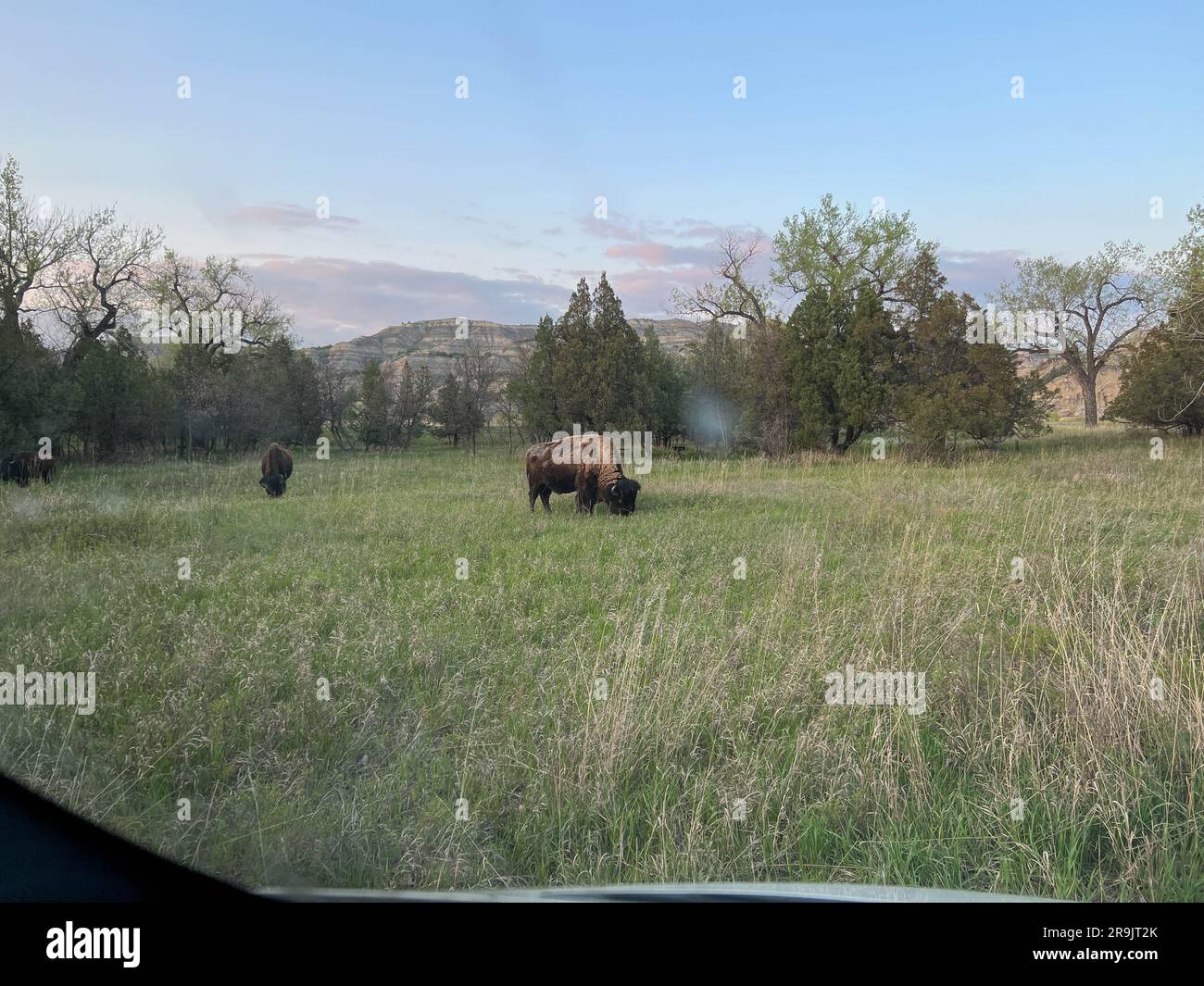 Bison in the North Unit Campground in Theodore Roosevelt National Park ...