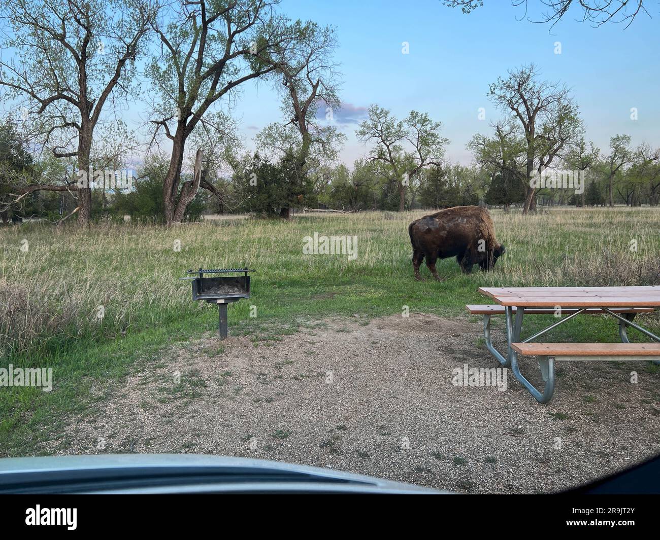 Bison in the North Unit Campground in Theodore Roosevelt National Park ...