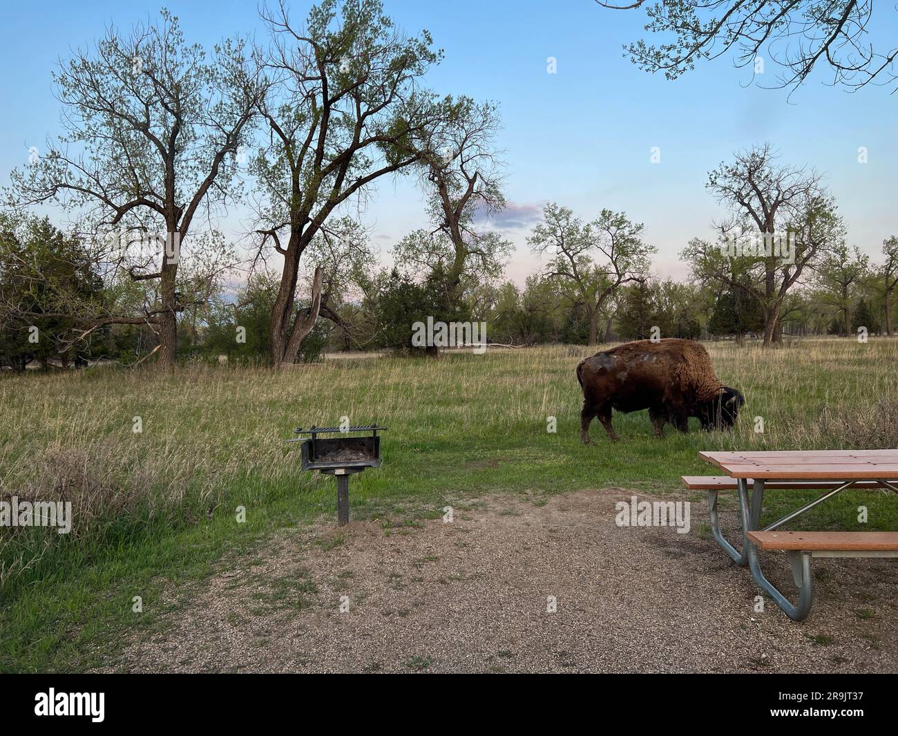 Bison in the North Unit Campground in Theodore Roosevelt National Park ...