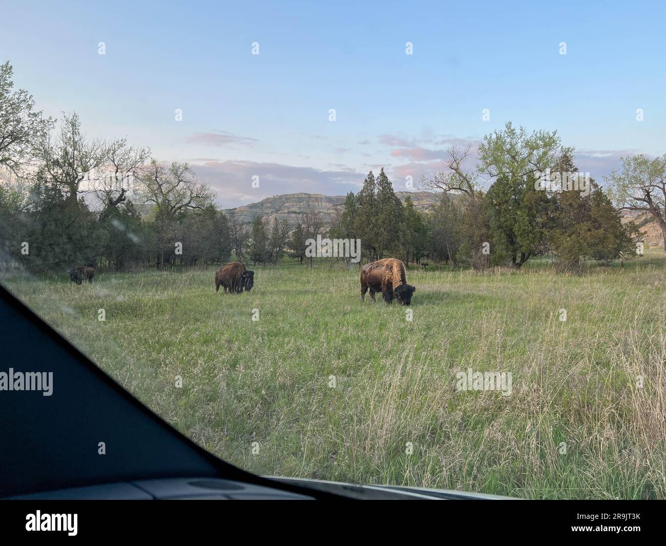 Bison in the North Unit Campground in Theodore Roosevelt National Park ...