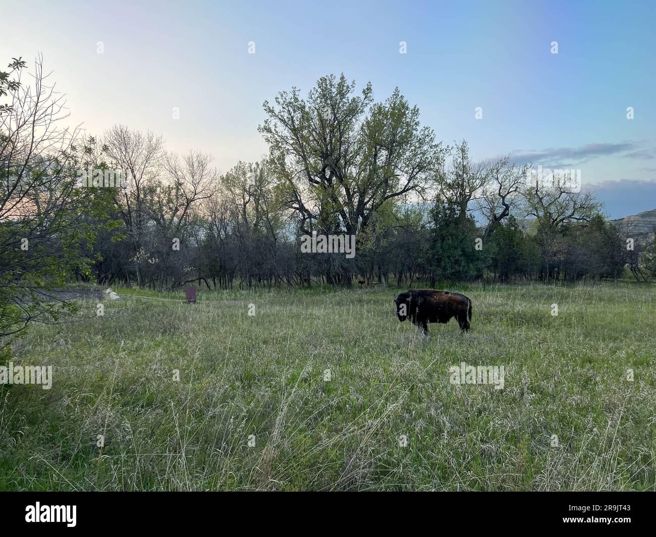 Bison in the North Unit Campground in Theodore Roosevelt National Park ...