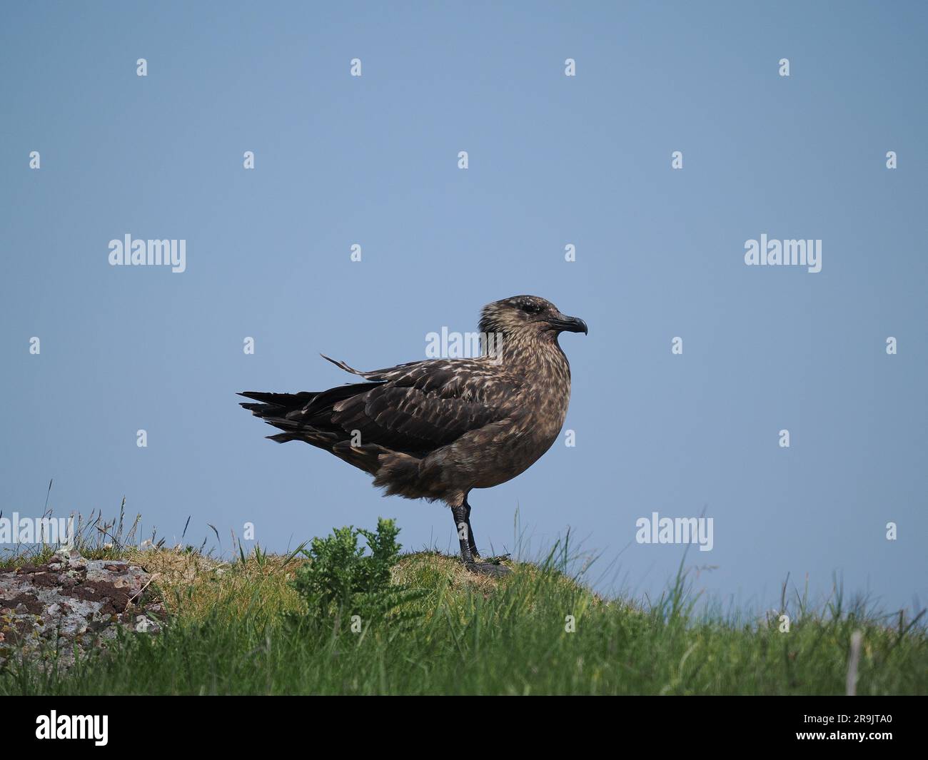 Bonxie are large predators which harries other birds to disgorge their ...