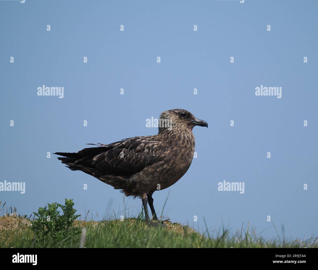 Predates seabirds hi-res stock photography and images - Alamy