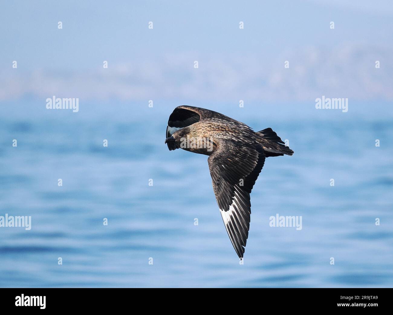 Predates seabirds hi-res stock photography and images - Alamy