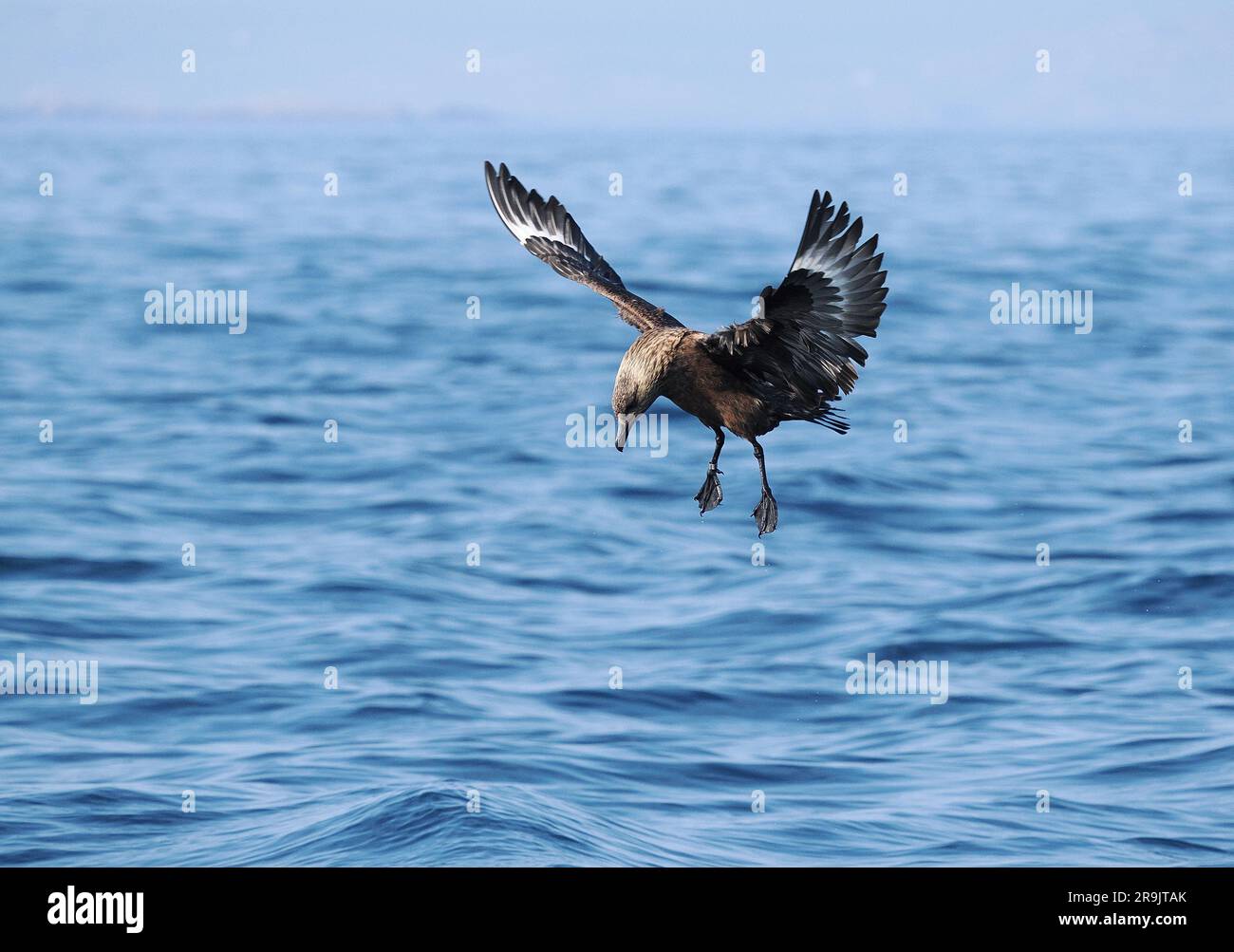 Breeding only in the west palearctic hi-res stock photography and ...