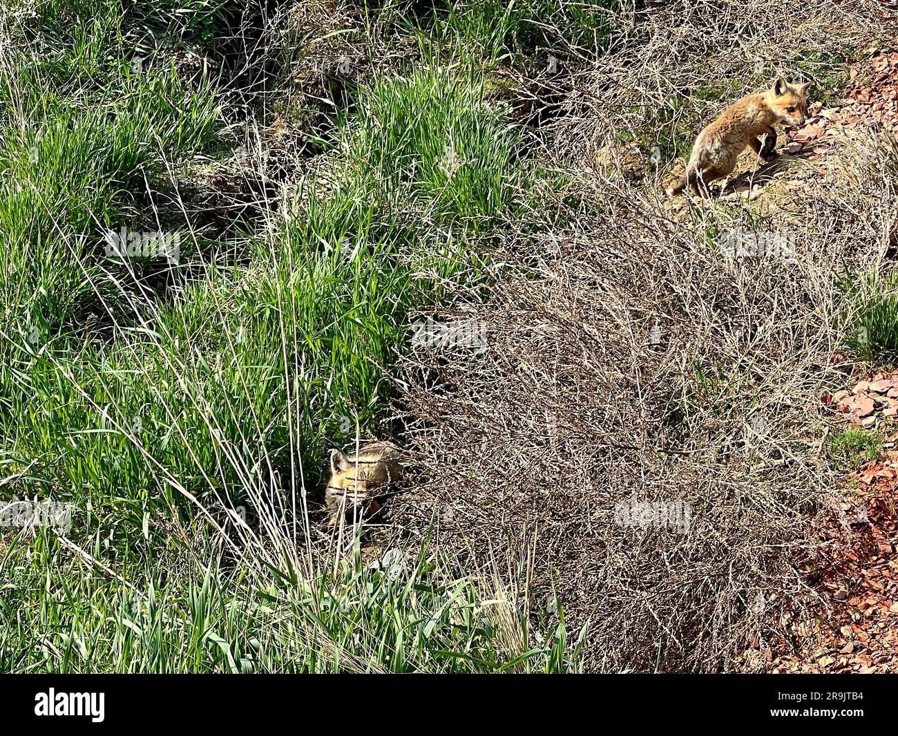 Baby Red Foxes in the Badlands at Theodore Roosevelt National Park in ...