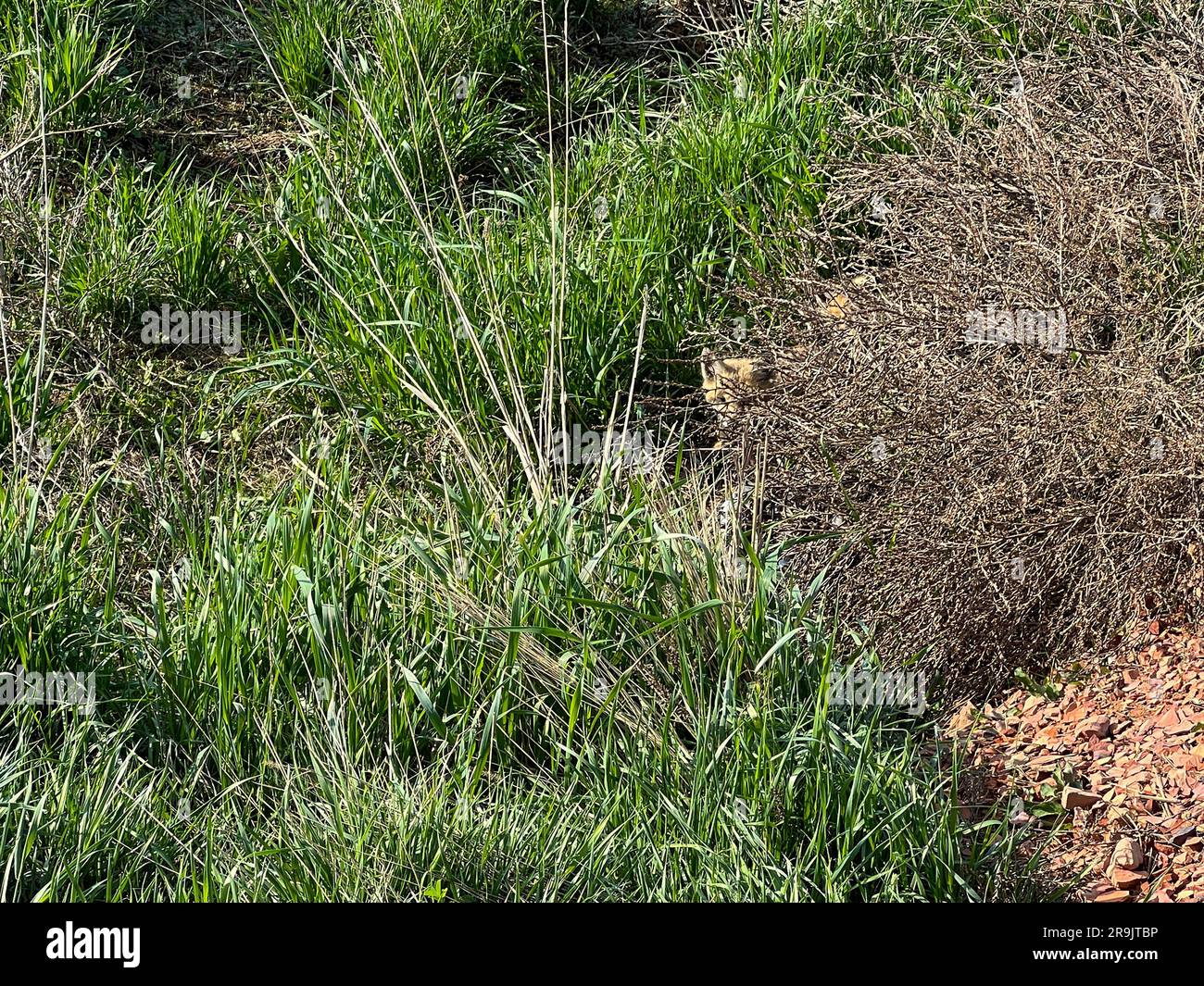 Baby Red Foxes in the Badlands at Theodore Roosevelt National Park in ...