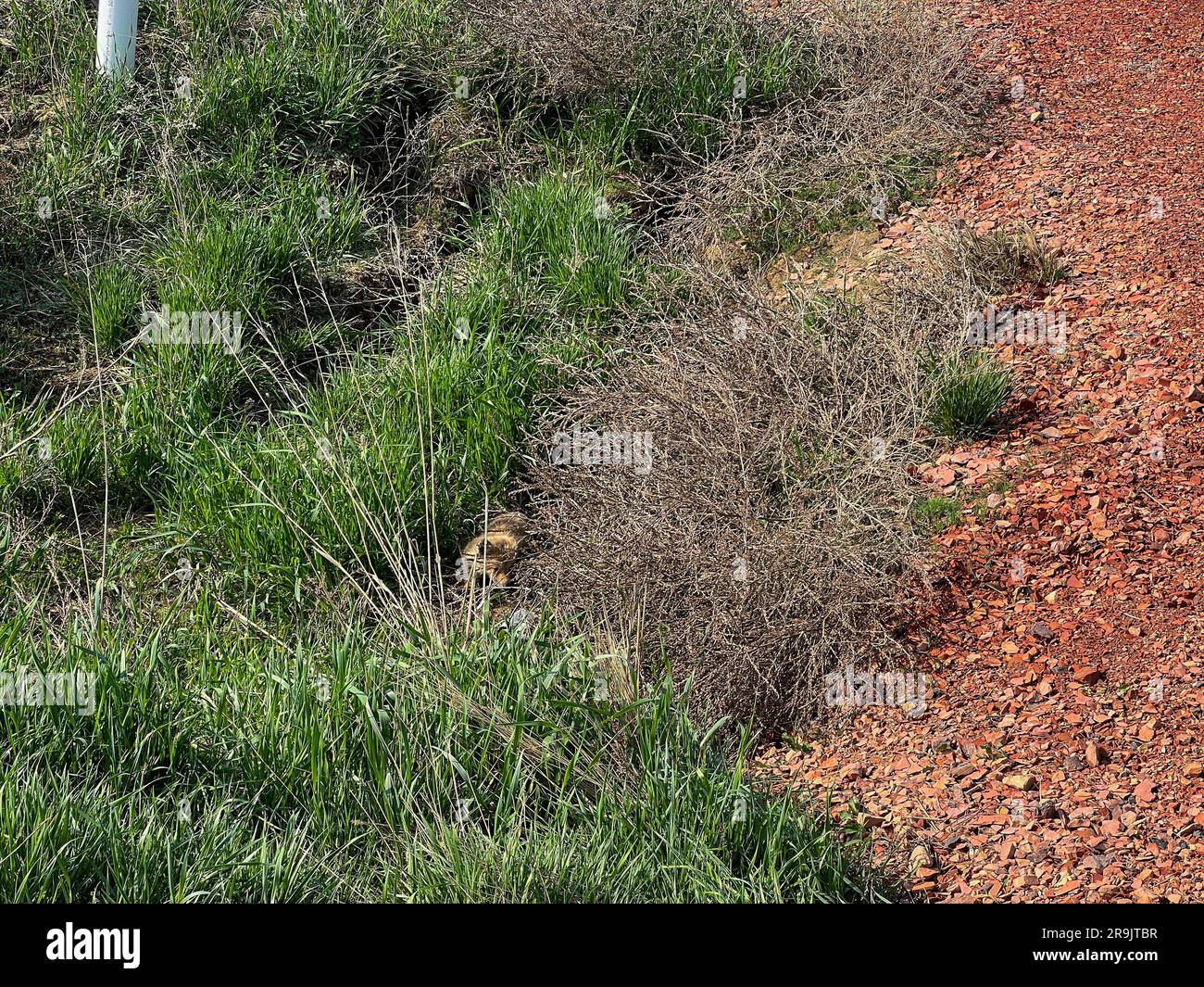 Baby Red Foxes in the Badlands at Theodore Roosevelt National Park in ...