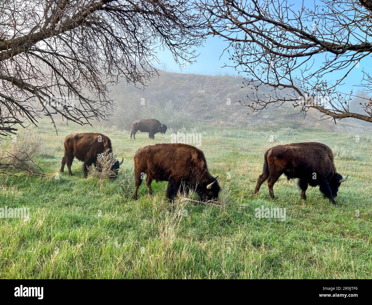 Wild Bison roaming the Badlands in Theodore Roosevelt National Park in ...