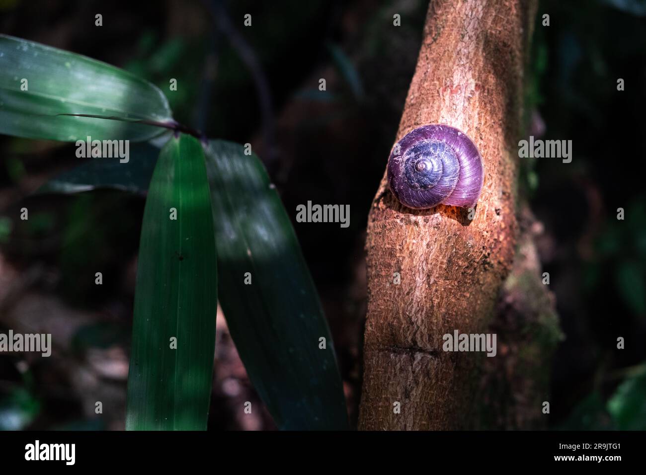 Photograph of a purple shell illuminated resting on a tree branch in ...