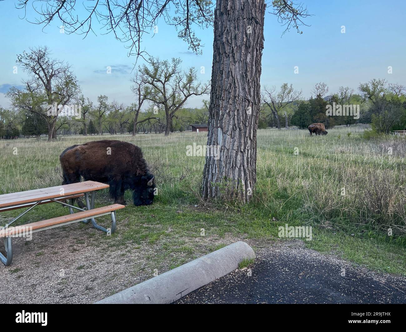 Bison in the North Unit Campground in Theodore Roosevelt National Park ...