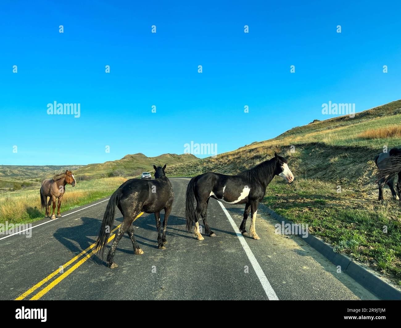 Driving through the badlands hills and mountains with Wild Horses ...
