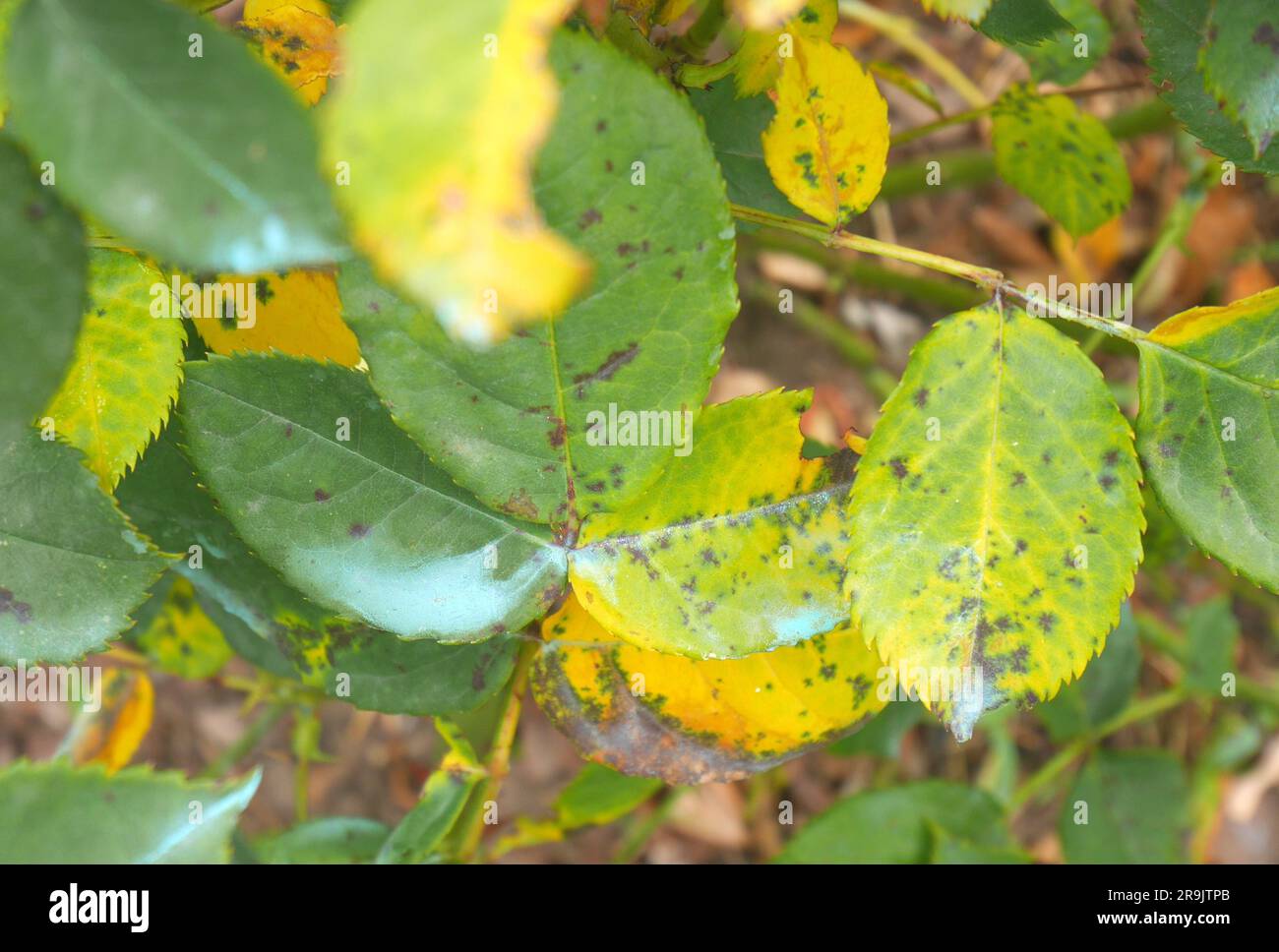 Fungal leaf spot hi-res stock photography and images - Alamy